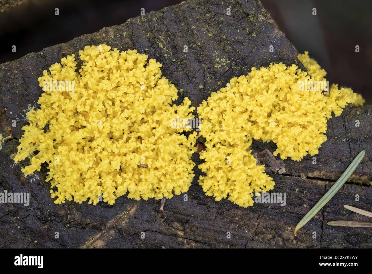 Dog vomit fungus hi-res stock photography and images - Alamy