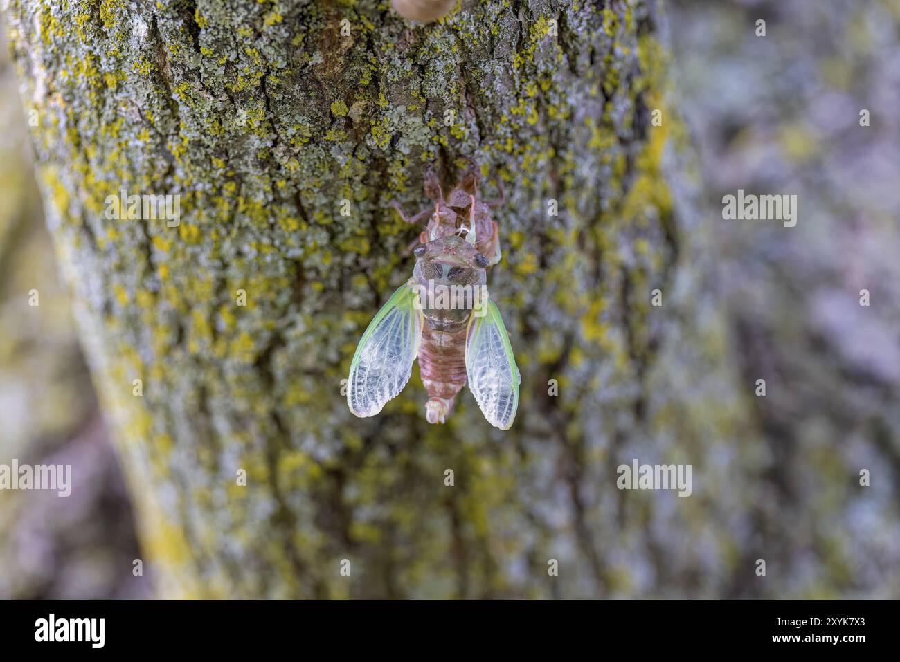 The dog-day cicada (Neotibicen canicularis) . The final stage of the ...