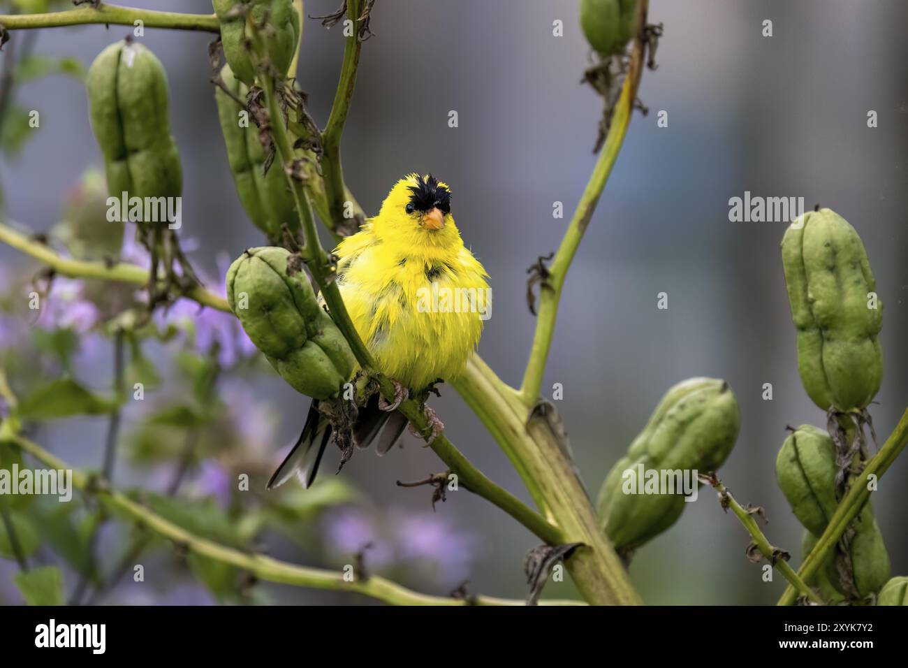 North american finches hi-res stock photography and images - Alamy