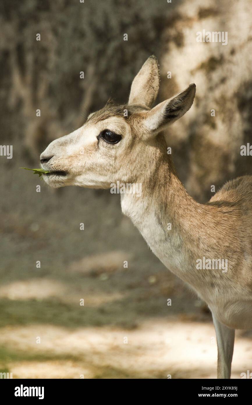 Female Persian goitered gazelle Stock Photo - Alamy