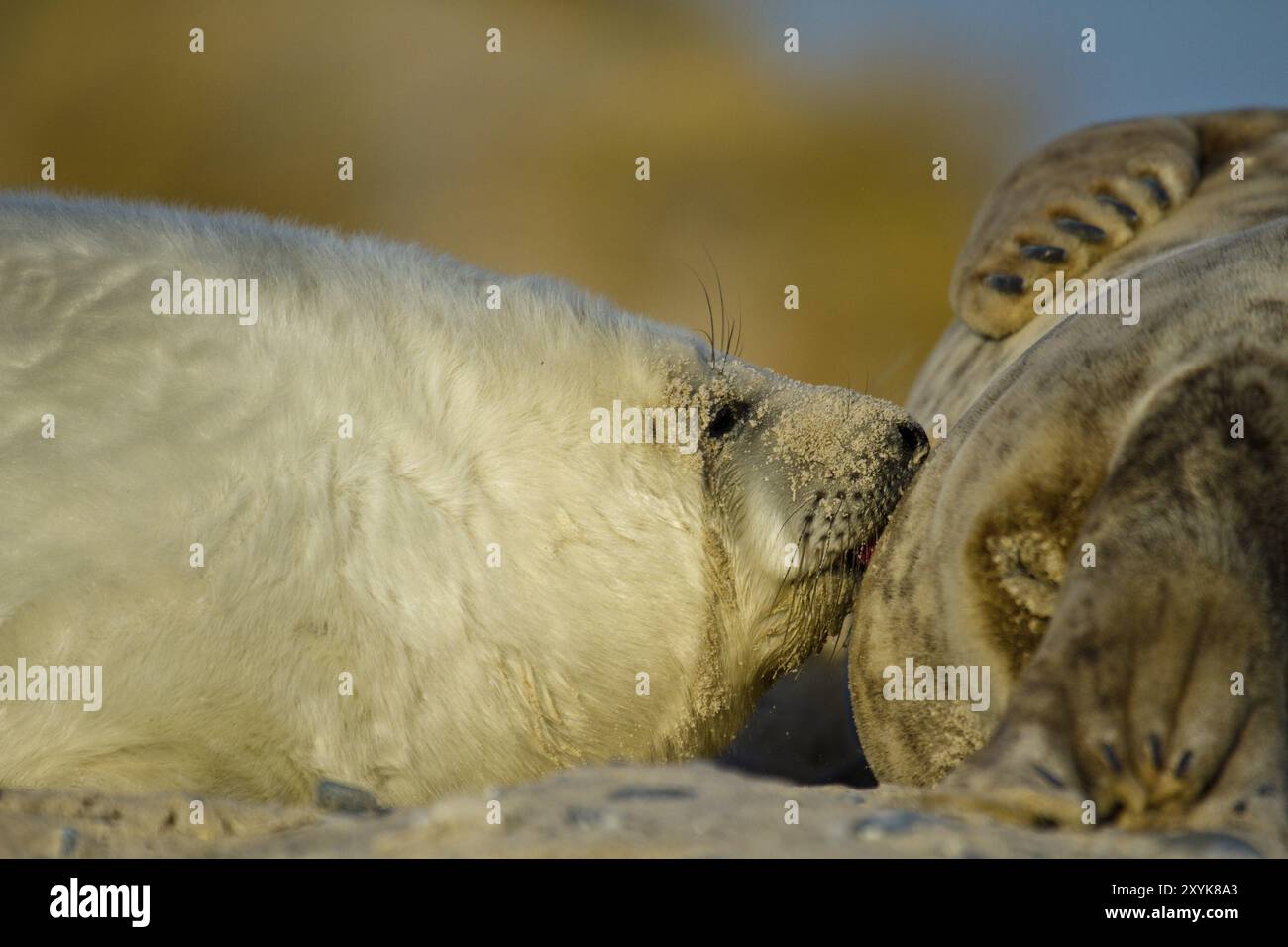 Being suckled hi-res stock photography and images - Alamy