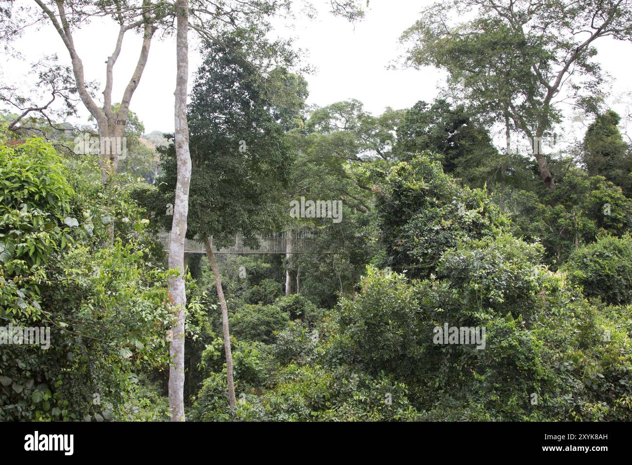 Footpath with canopy Stock Photo - Alamy