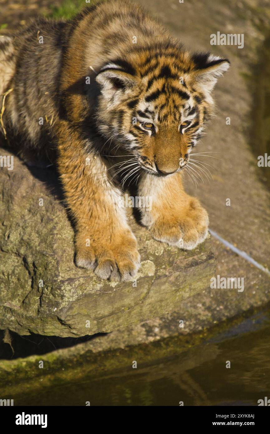 Young Siberian tiger (anthera tigris altaica Stock Photo - Alamy