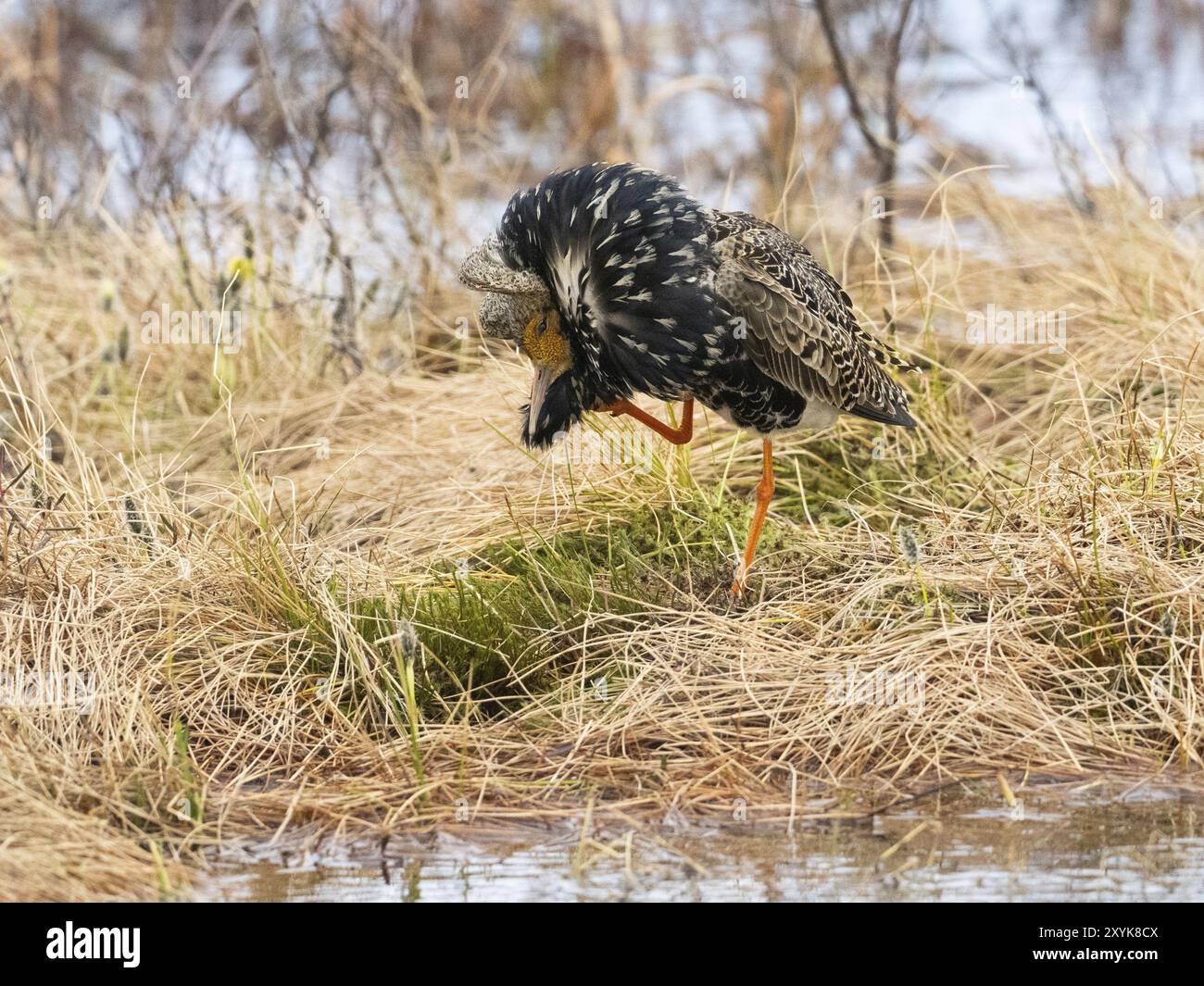 Ruff (Calidris pugnax) male in breeding plumage at lek, scratching its ...