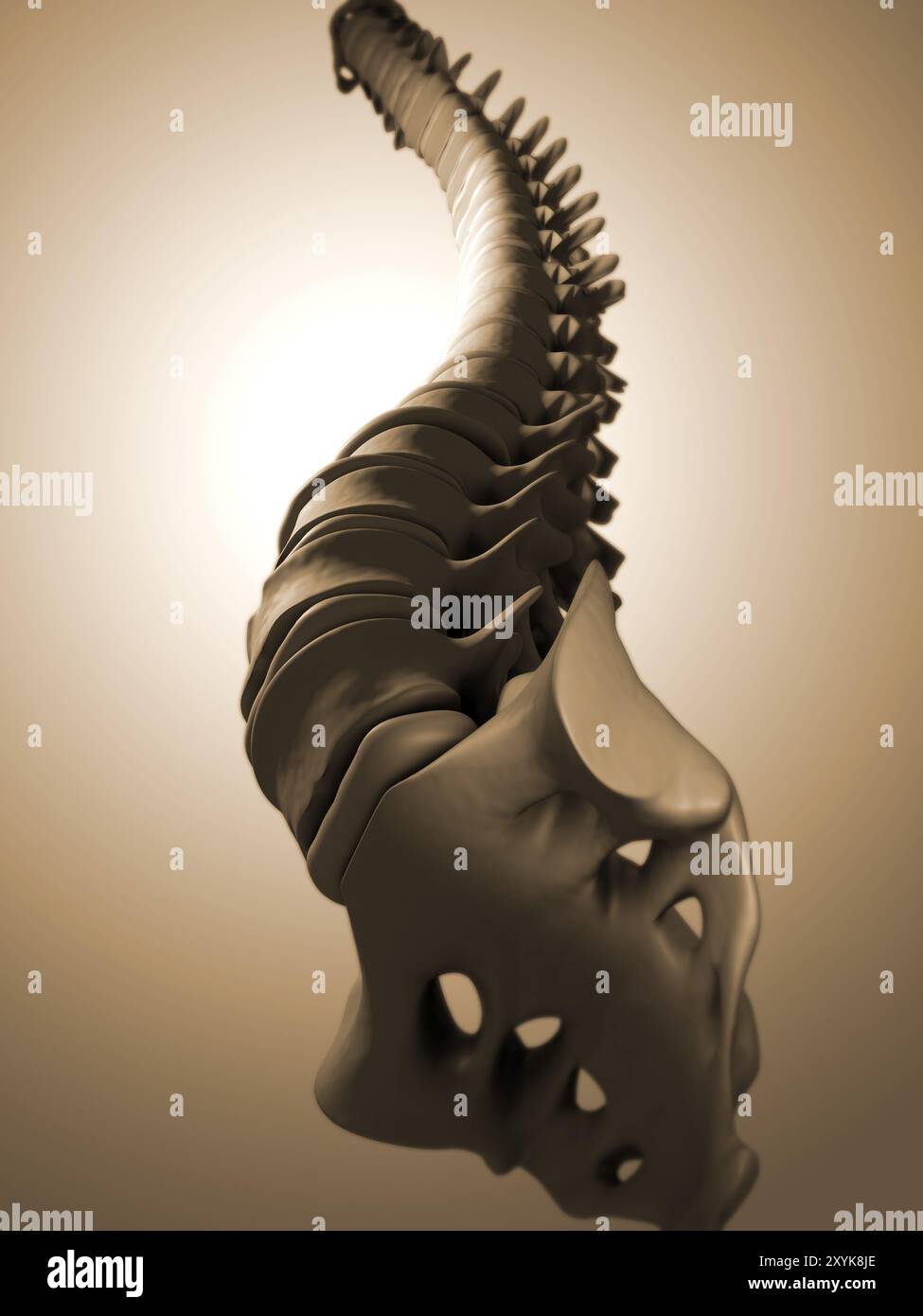 Detailed anatomical representation of vertebrae hi-res stock ...