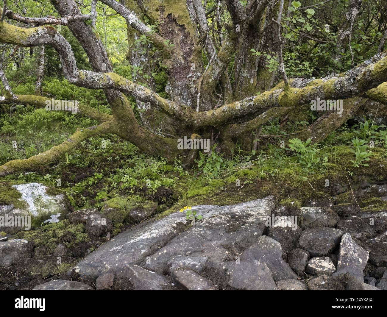 Three marsh marigolds bloom on a rock on the shore of Hjorungdalsvatnet ...