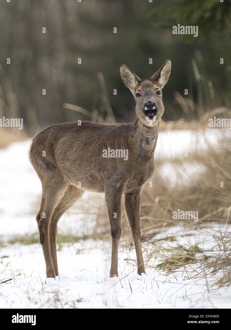 A female deer being frightened Stock Photo - Alamy