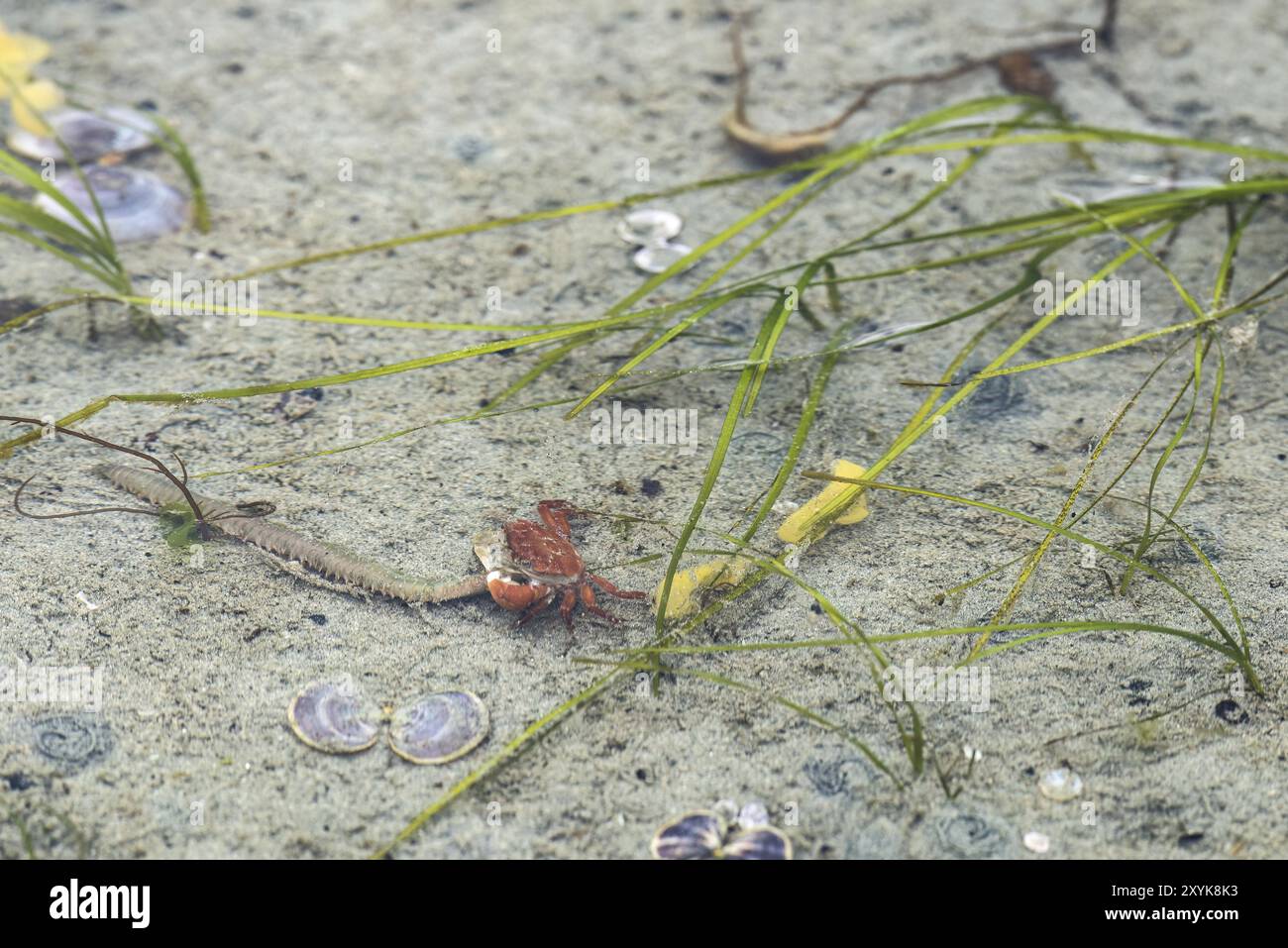 Crab in rockpool hi-res stock photography and images - Alamy