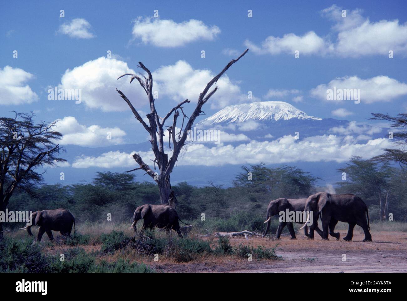 Mt kenya national park hi-res stock photography and images - Alamy