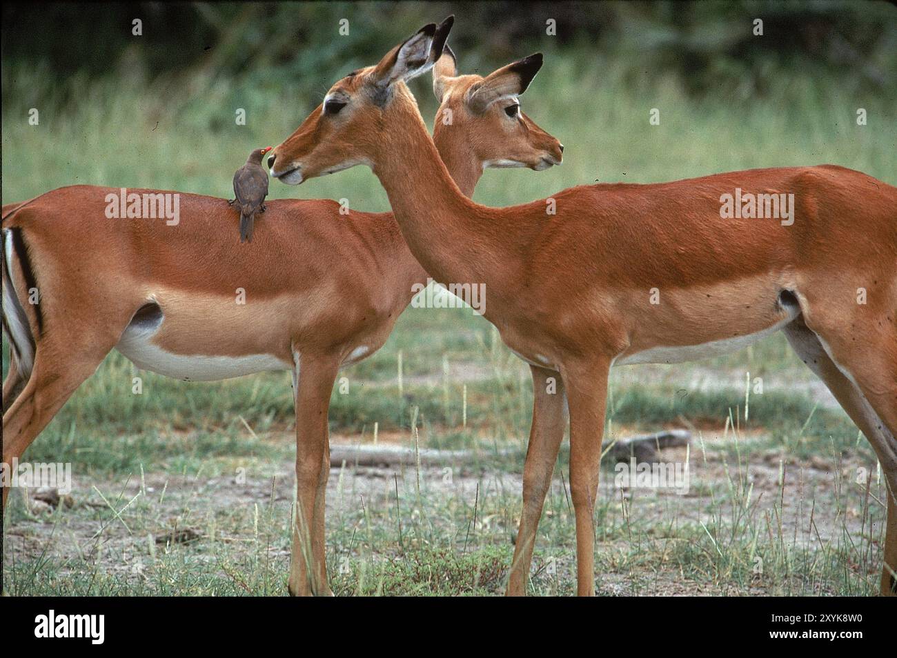 Pair of impalas hi-res stock photography and images - Alamy