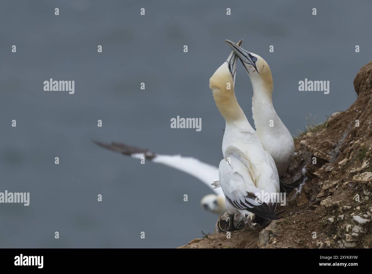 Another bird displays hi-res stock photography and images - Alamy