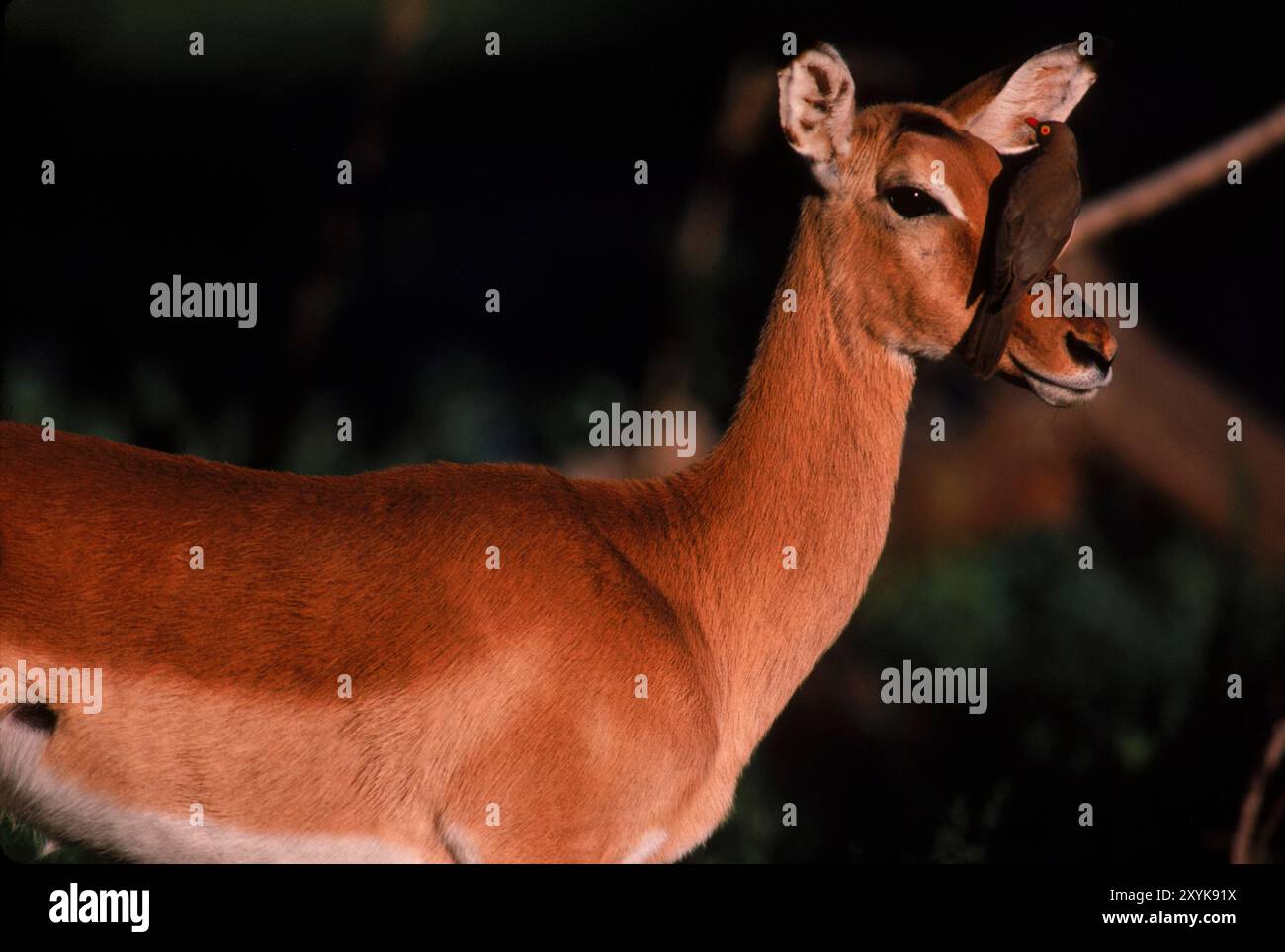 Impala bird hi-res stock photography and images - Alamy