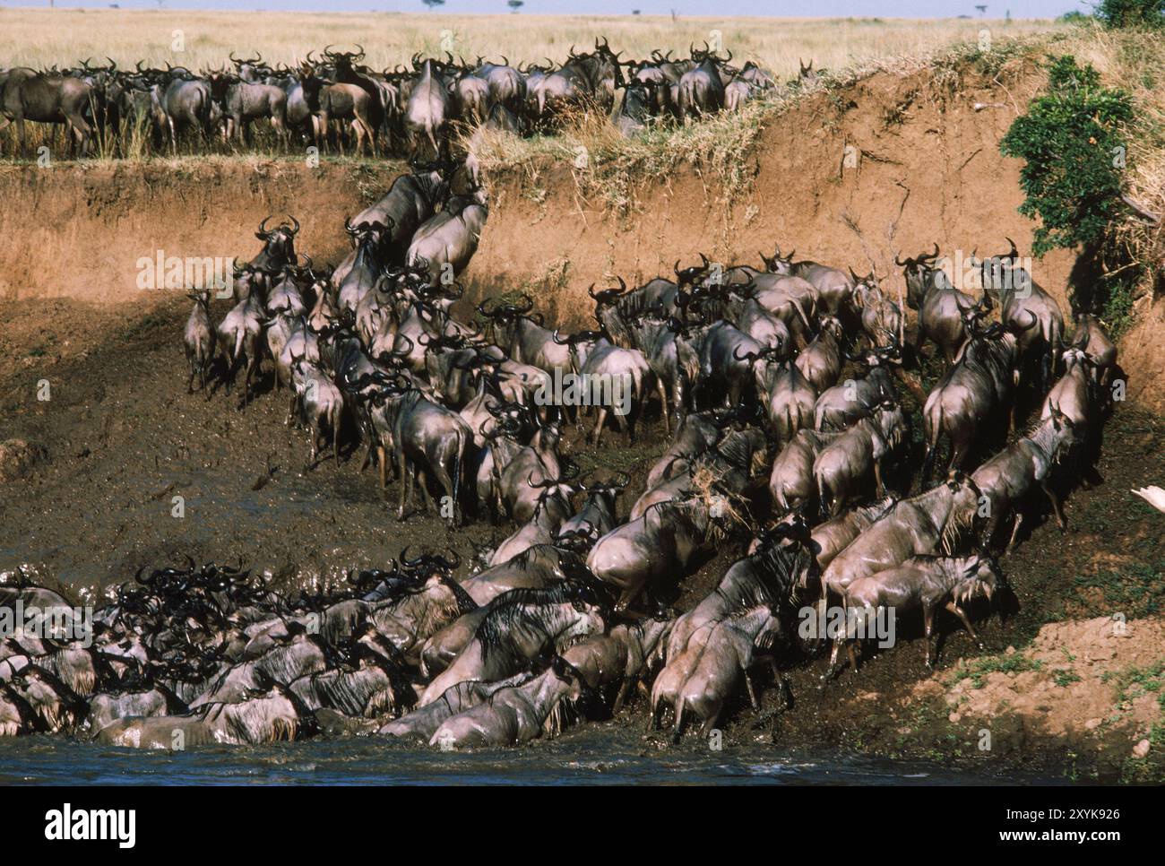 Gnu cross hi-res stock photography and images - Alamy