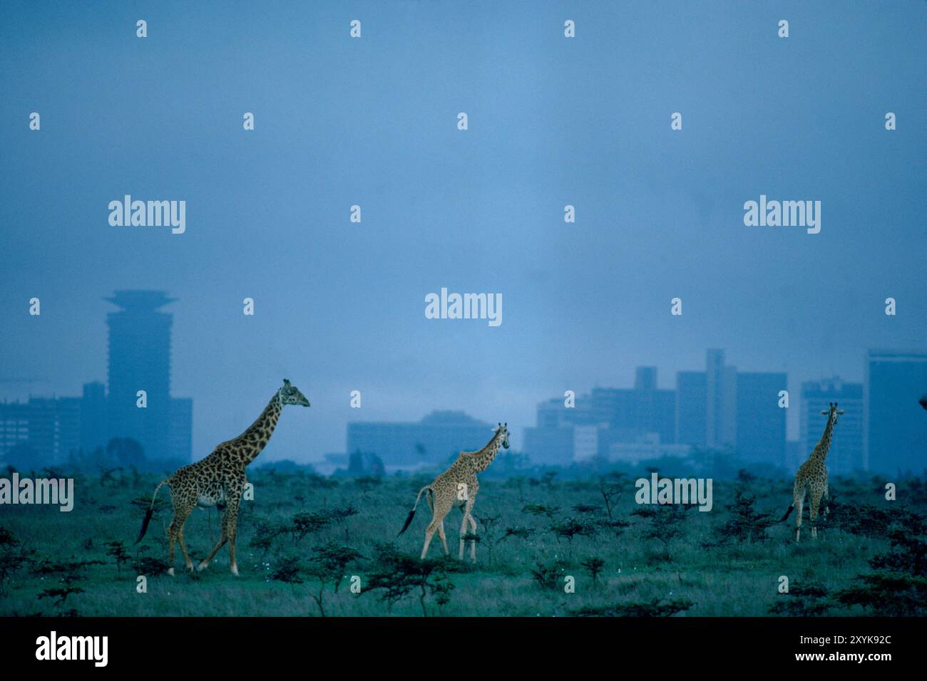 Kenya nairobi national park hi-res stock photography and images - Alamy