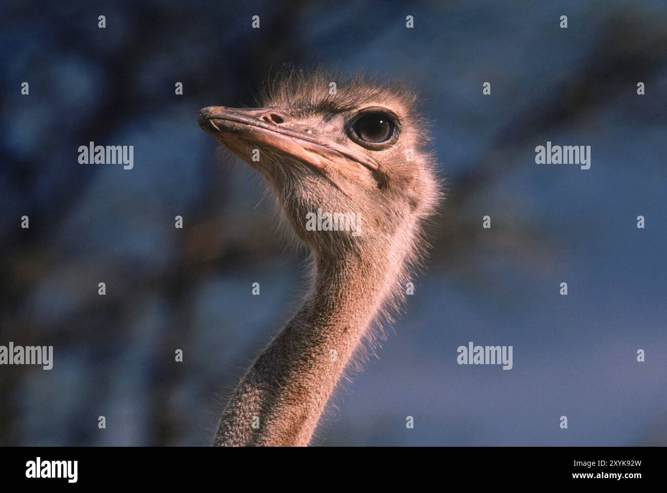 Peer portrait hi-res stock photography and images - Alamy