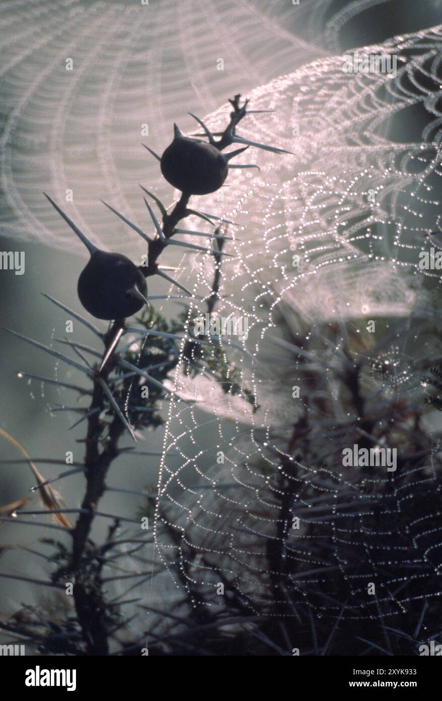 Intricate spider webs hi-res stock photography and images - Alamy