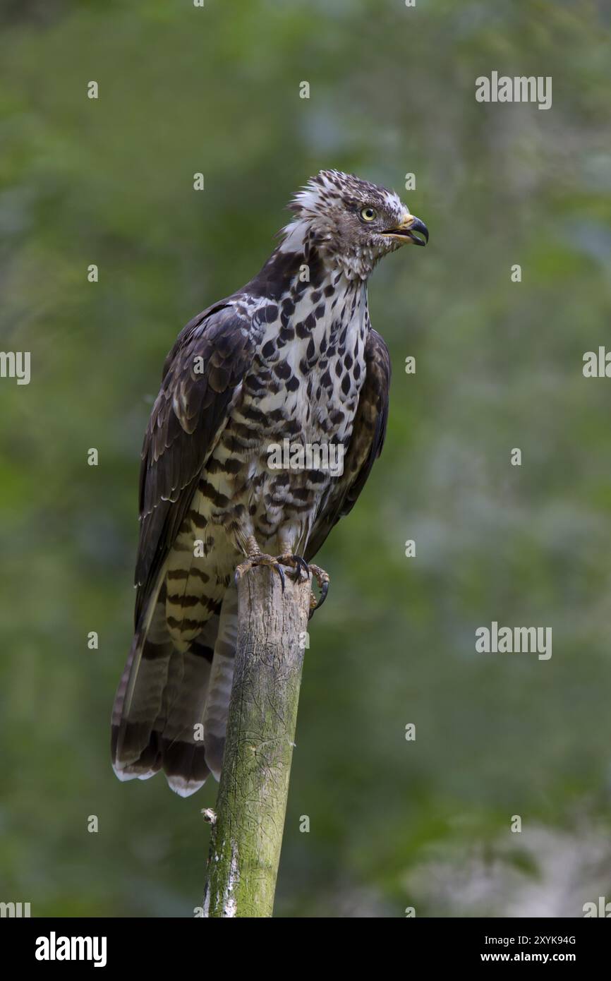 Honey buzzard, female, Pernis apivorus, European honey buzzard, female ...