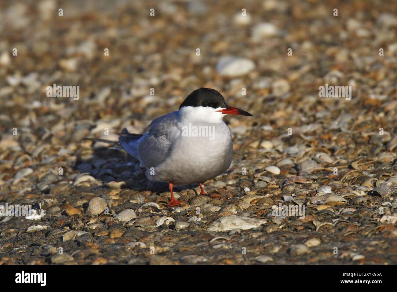 Common Tern, Sterna hirundo, common tern Stock Photo - Alamy