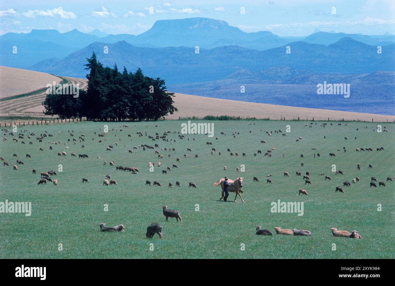 Wheat and sheep farms on the northern slopes of Mt. Kenya, at Timau ...