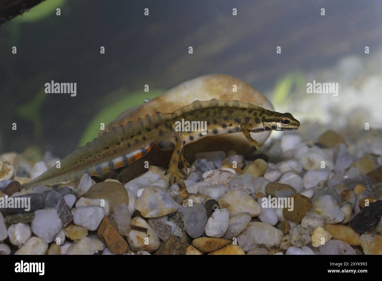 Pond newt, male, Lissotriton vulgaris, Syn.: Triturus vulgaris, smooth ...