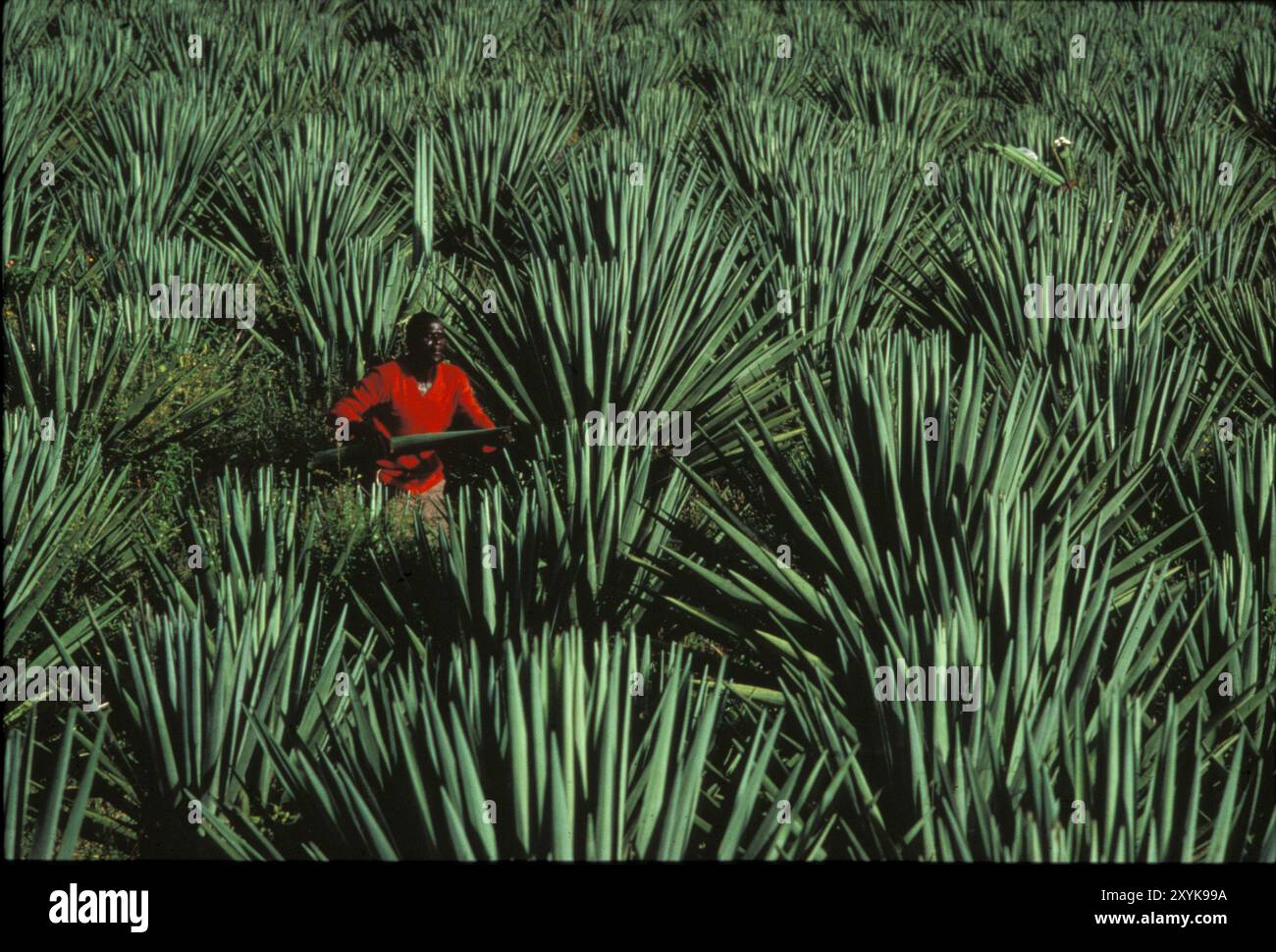 Sisal plantation hi-res stock photography and images - Alamy