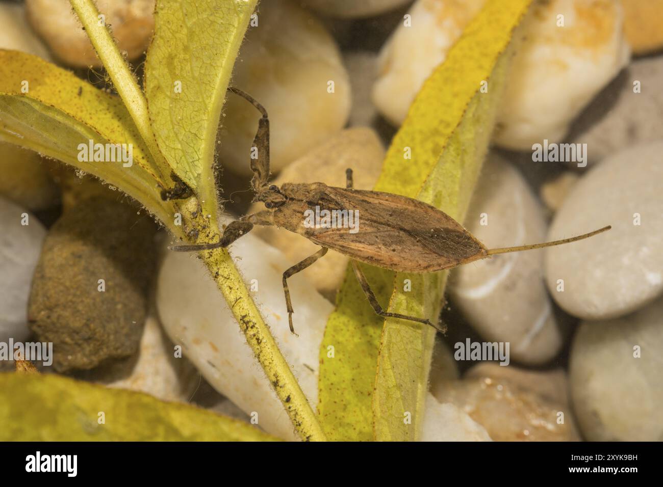 Water bug, Nepomorpha Stock Photo - Alamy