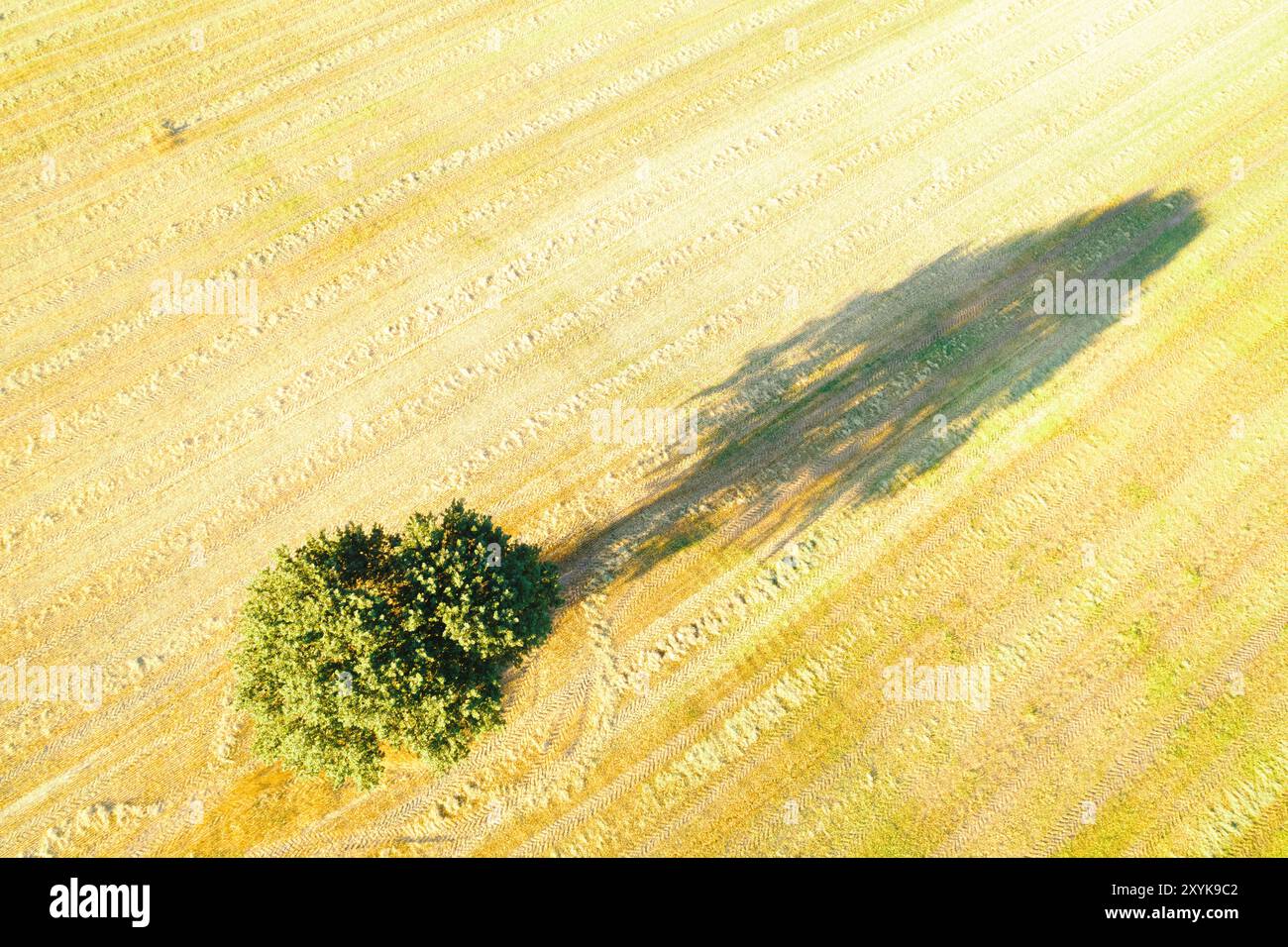 Aerial view oak tree hi-res stock photography and images - Alamy