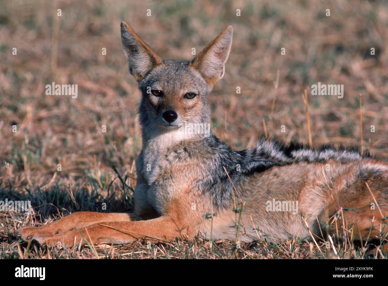 Black-backed jackal, Kenya Stock Photo - Alamy