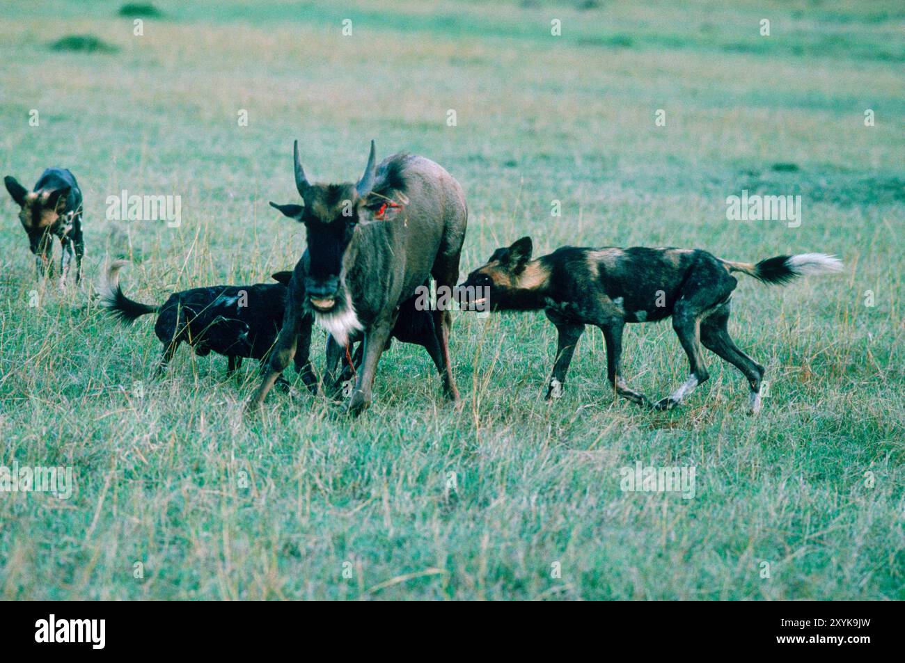 Killing animals hi-res stock photography and images - Alamy