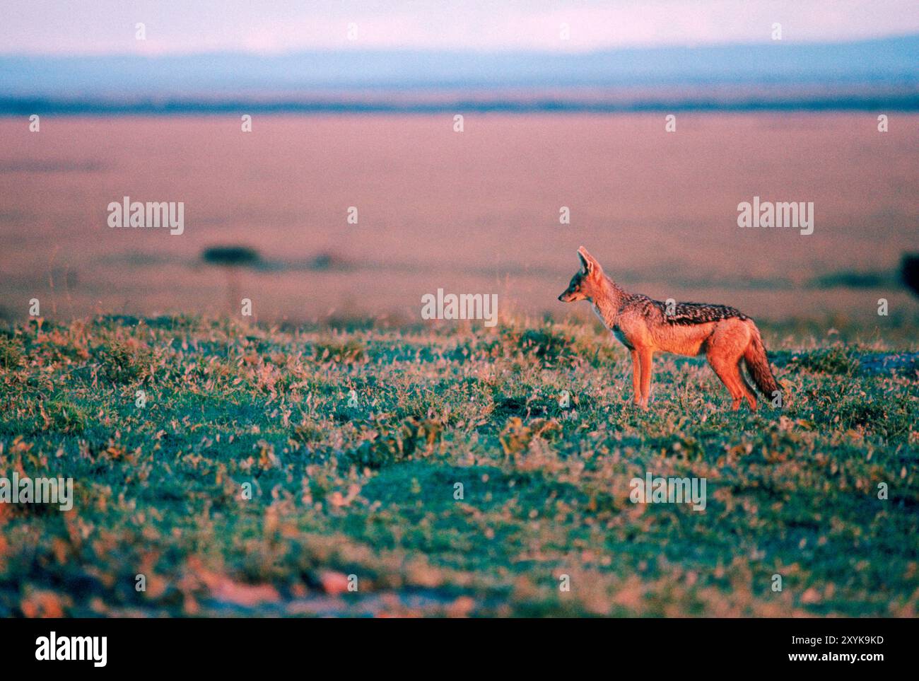 Black backed jackal, Kenya Stock Photo - Alamy