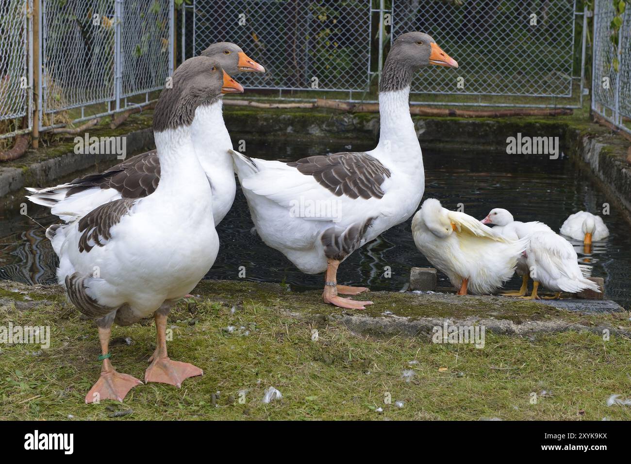 Pied goose hi-res stock photography and images - Alamy