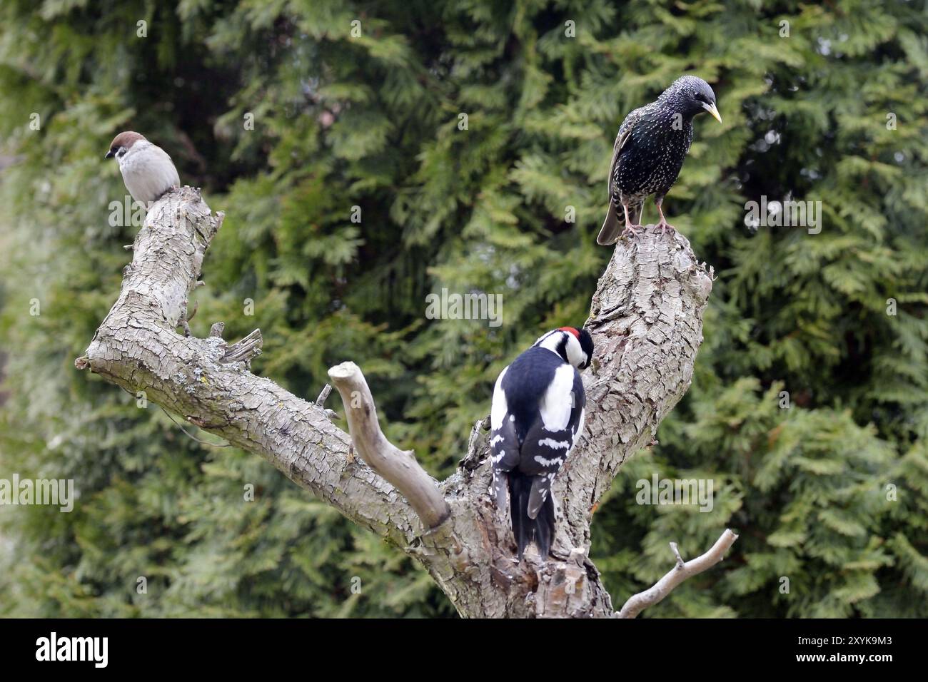 Great Spotted Woodpecker and Common Starling looking for food. Starling ...