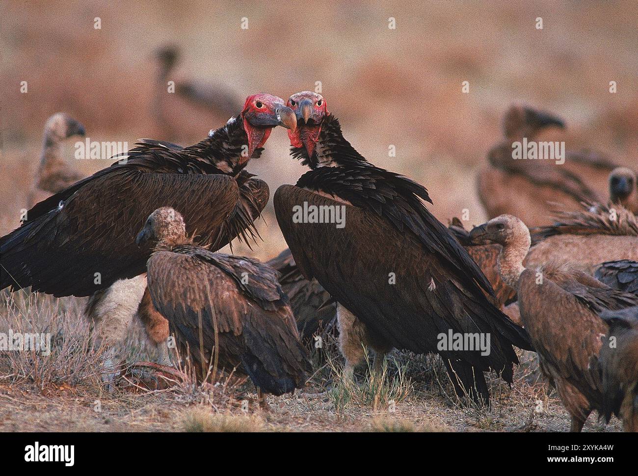 Vultures eating, Kenya Stock Photo - Alamy