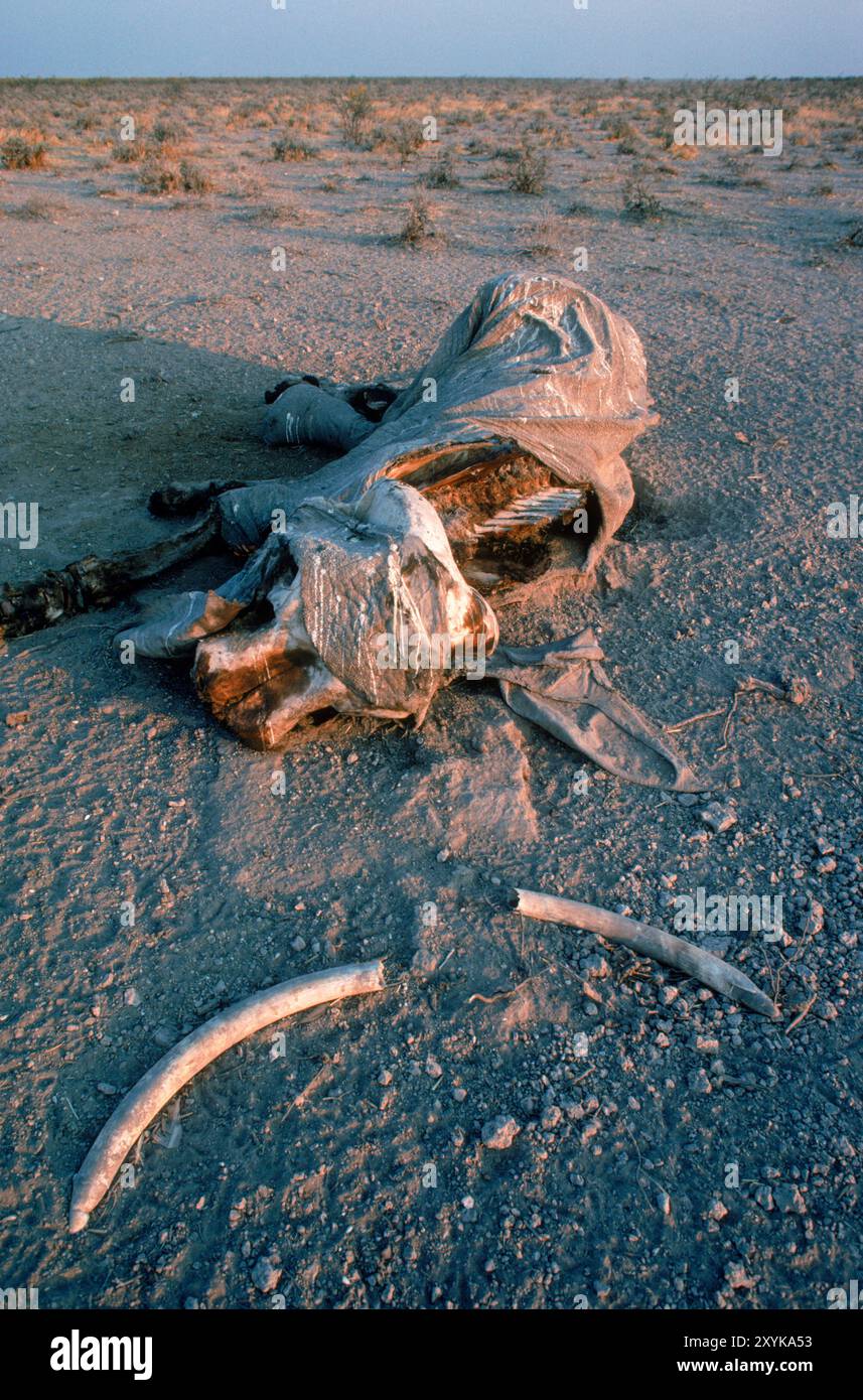 Dead elephant carcass hi-res stock photography and images - Alamy