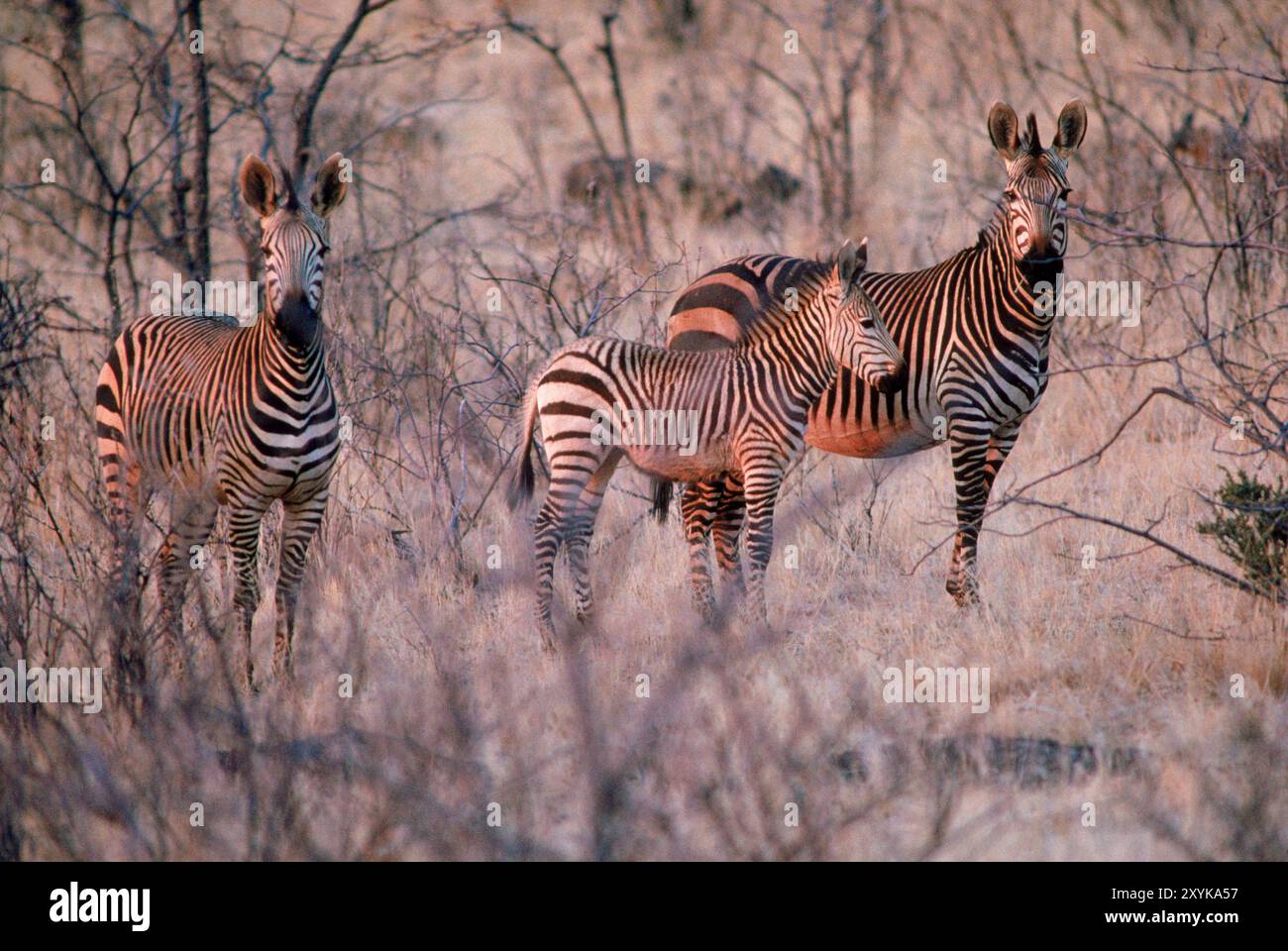 Endangered zebras hi-res stock photography and images - Alamy