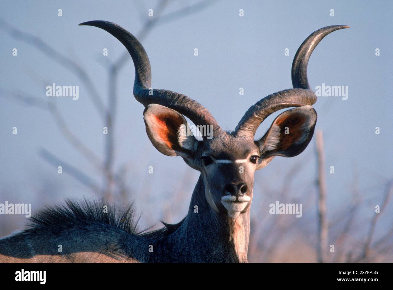 Male kudu namibia hi-res stock photography and images - Alamy