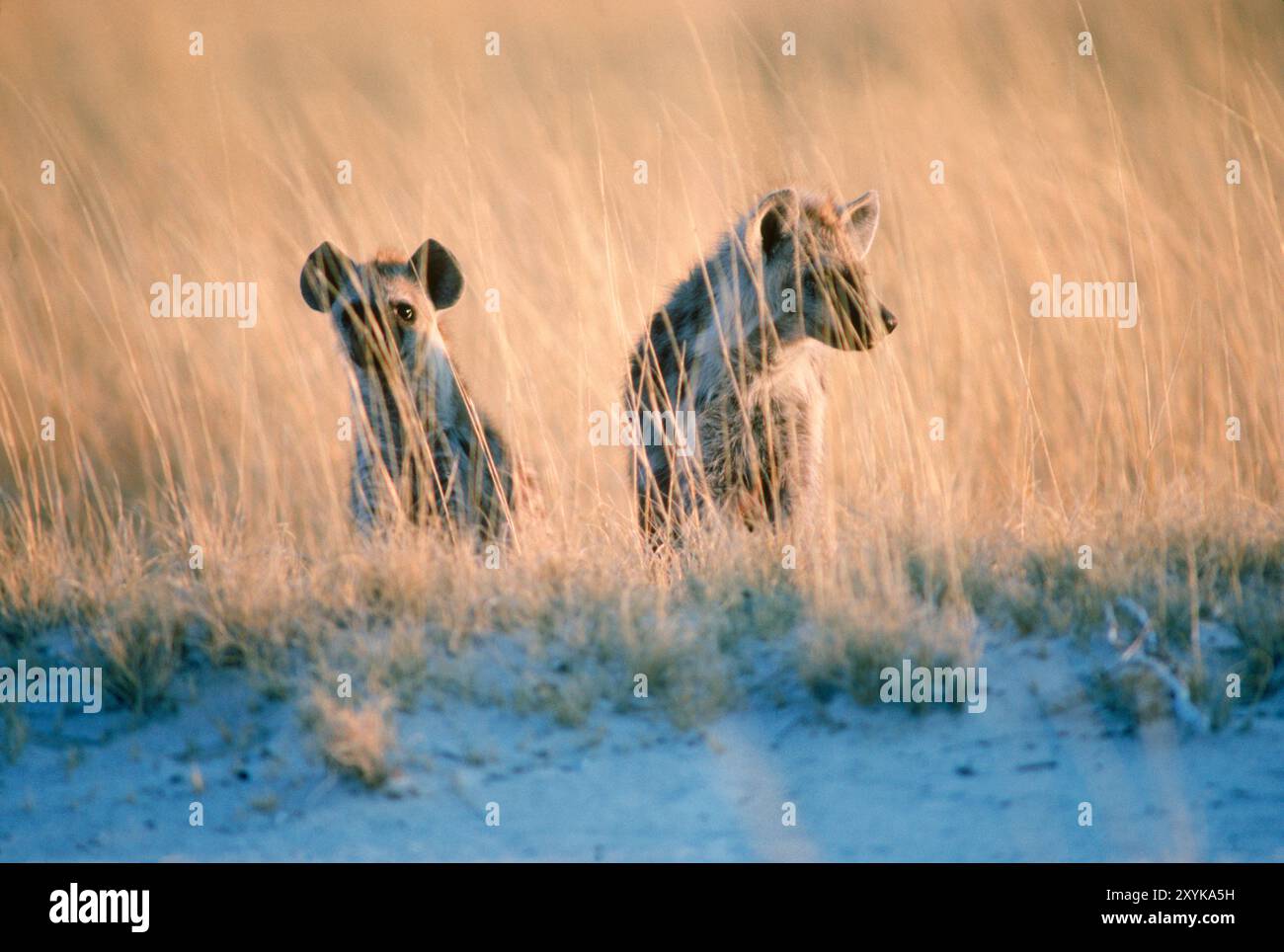 Animals in tall grass hi-res stock photography and images - Alamy