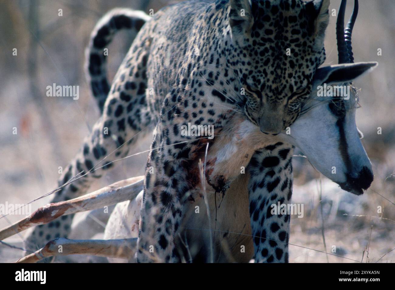 Catch and kill hi-res stock photography and images - Alamy