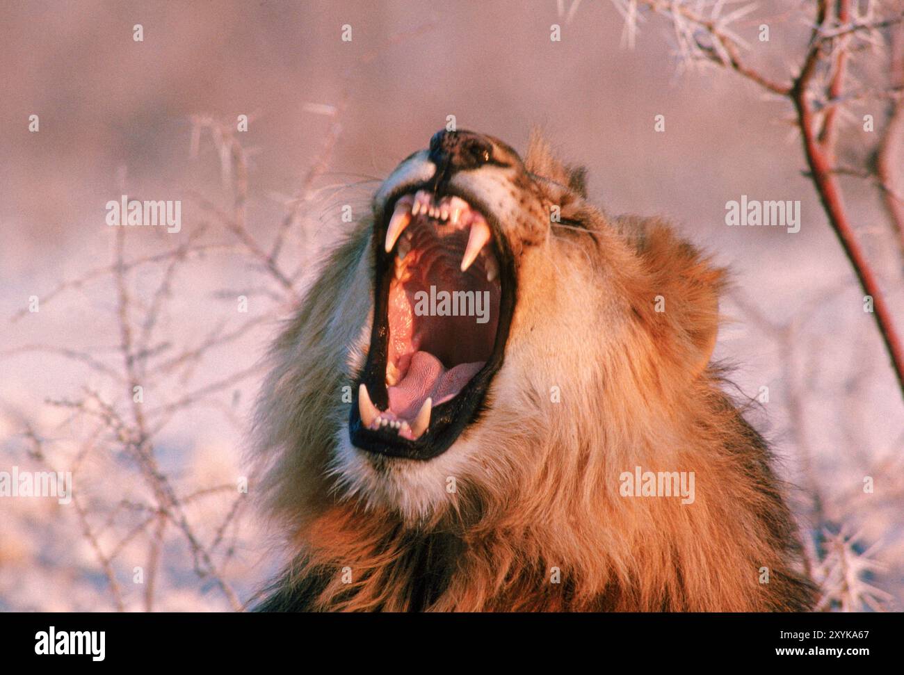 Lion shows his teeth, Namibia Stock Photo - Alamy