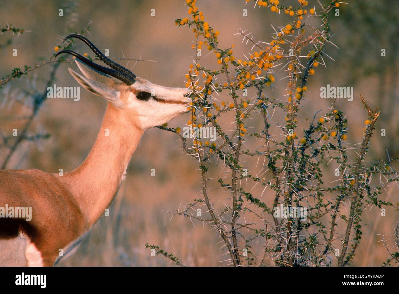 Springbok eating, Namibia Stock Photo - Alamy