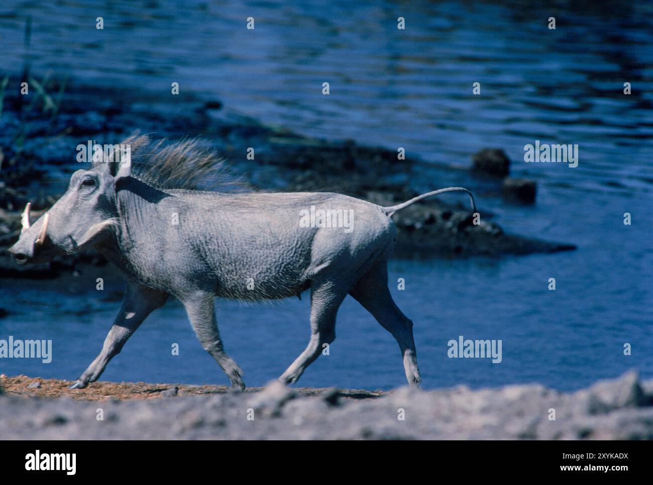 warthog walking, Namibia Stock Photo - Alamy