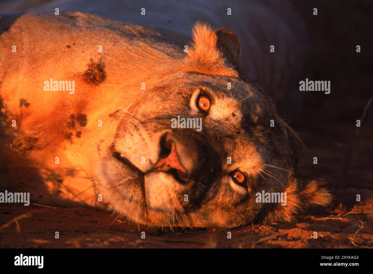 Tsavo maneless lions hi-res stock photography and images - Alamy