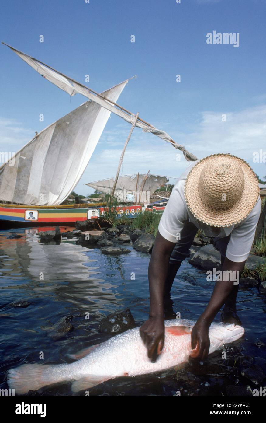 Fisherman cleaning a fish, Kenya Stock Photo - Alamy