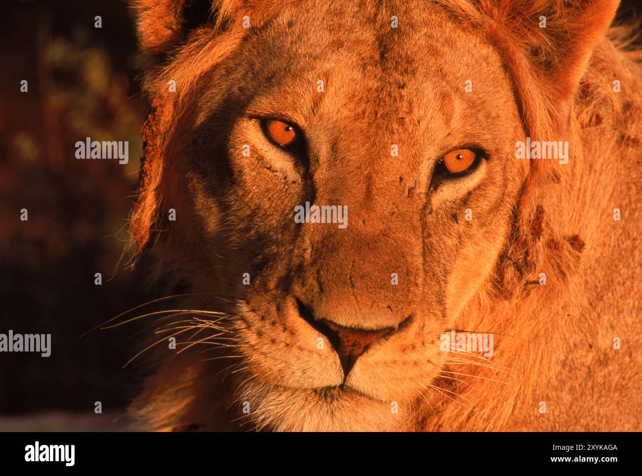 Maneless lions hi-res stock photography and images - Alamy