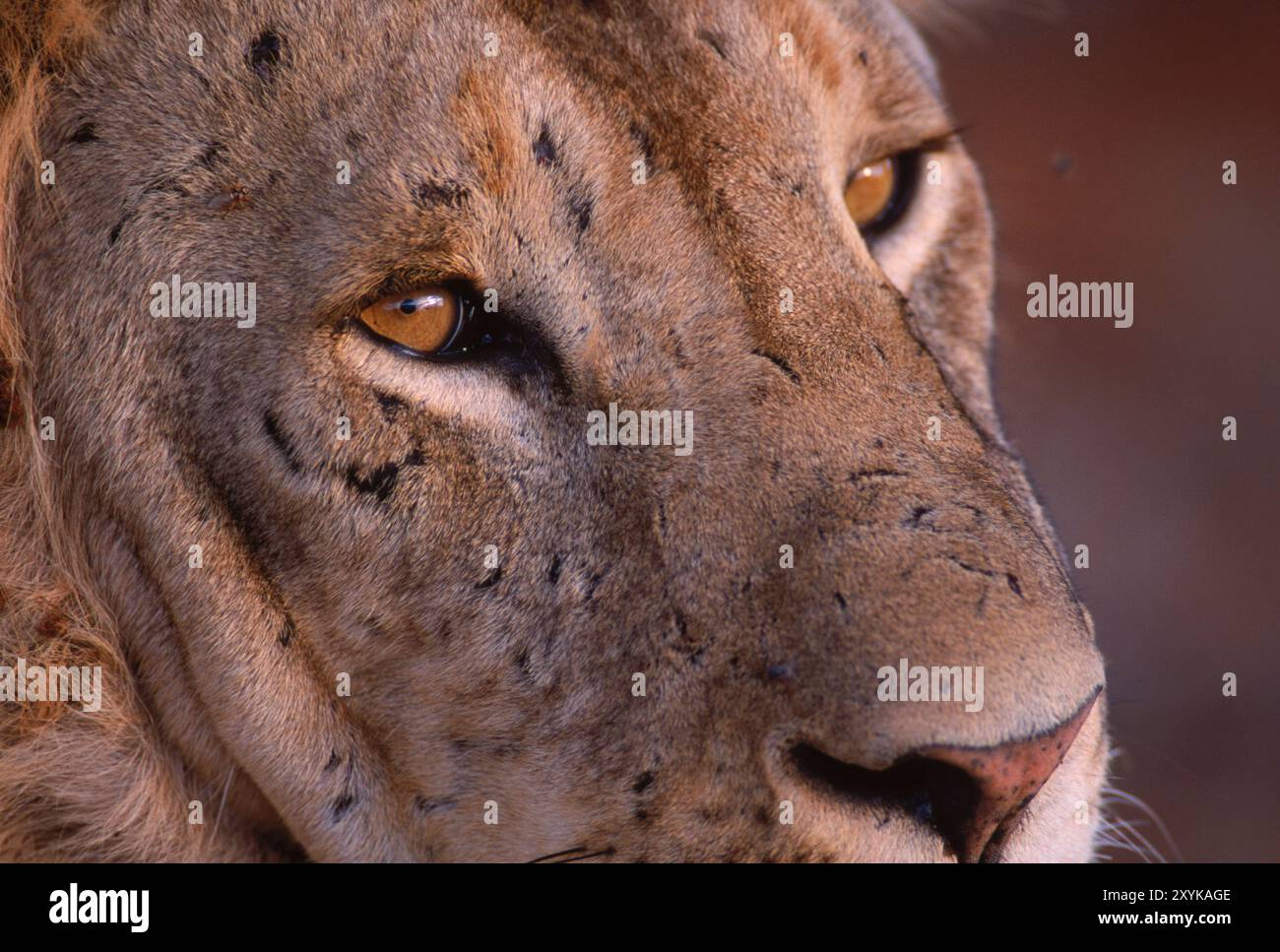 Maneless lions hi-res stock photography and images - Alamy