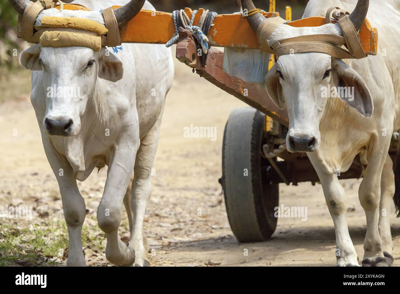 Costa rica ox carts hi-res stock photography and images - Alamy
