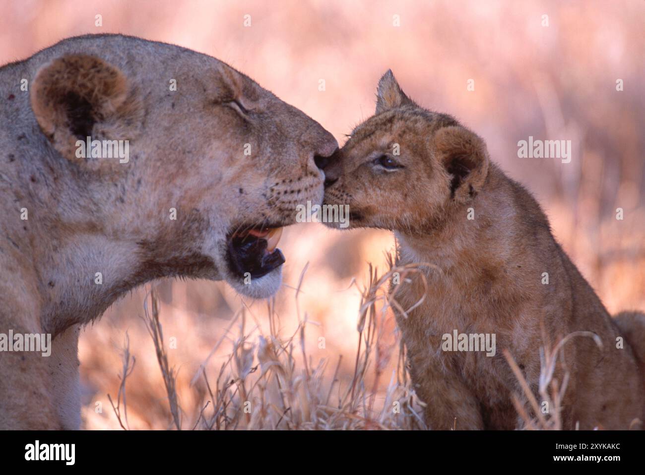 Tsavo maneless lions hi-res stock photography and images - Alamy