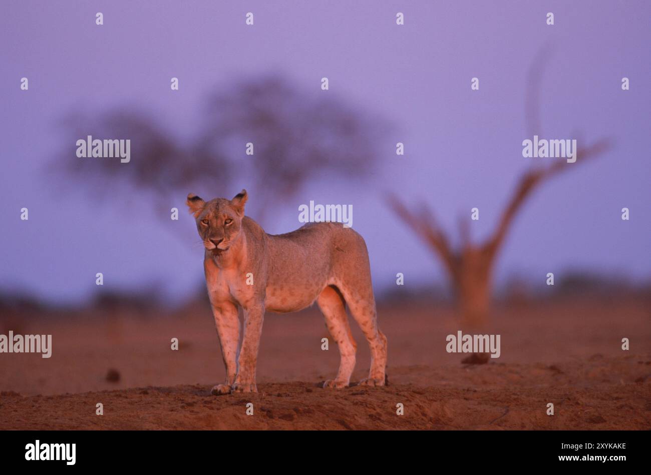 Tsavo maneless lions hi-res stock photography and images - Alamy