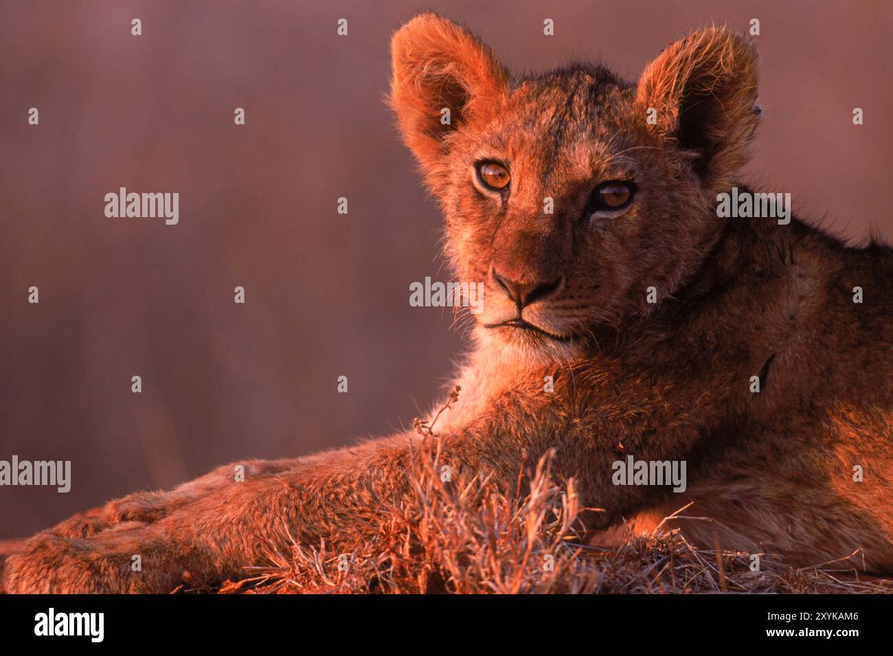 Maneless lions in Kenya Stock Photo - Alamy