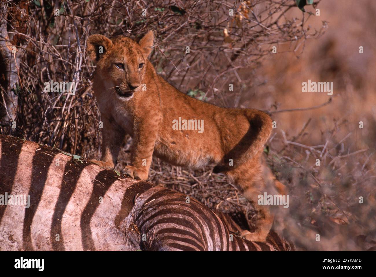 Tsavo maneless lions hi-res stock photography and images - Alamy